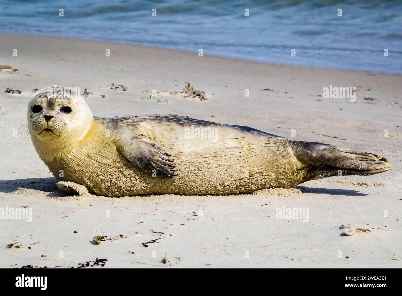 Heuler seehund hi-res stock photography and images - Alamy