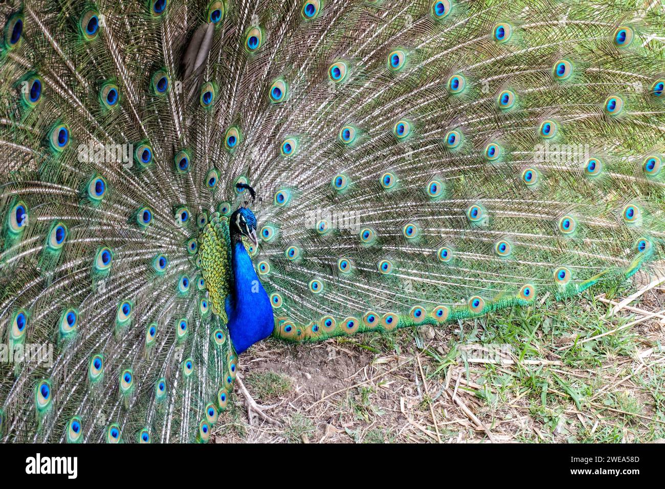 Magnificent South African peacock displaying its vibrant, colorful ...