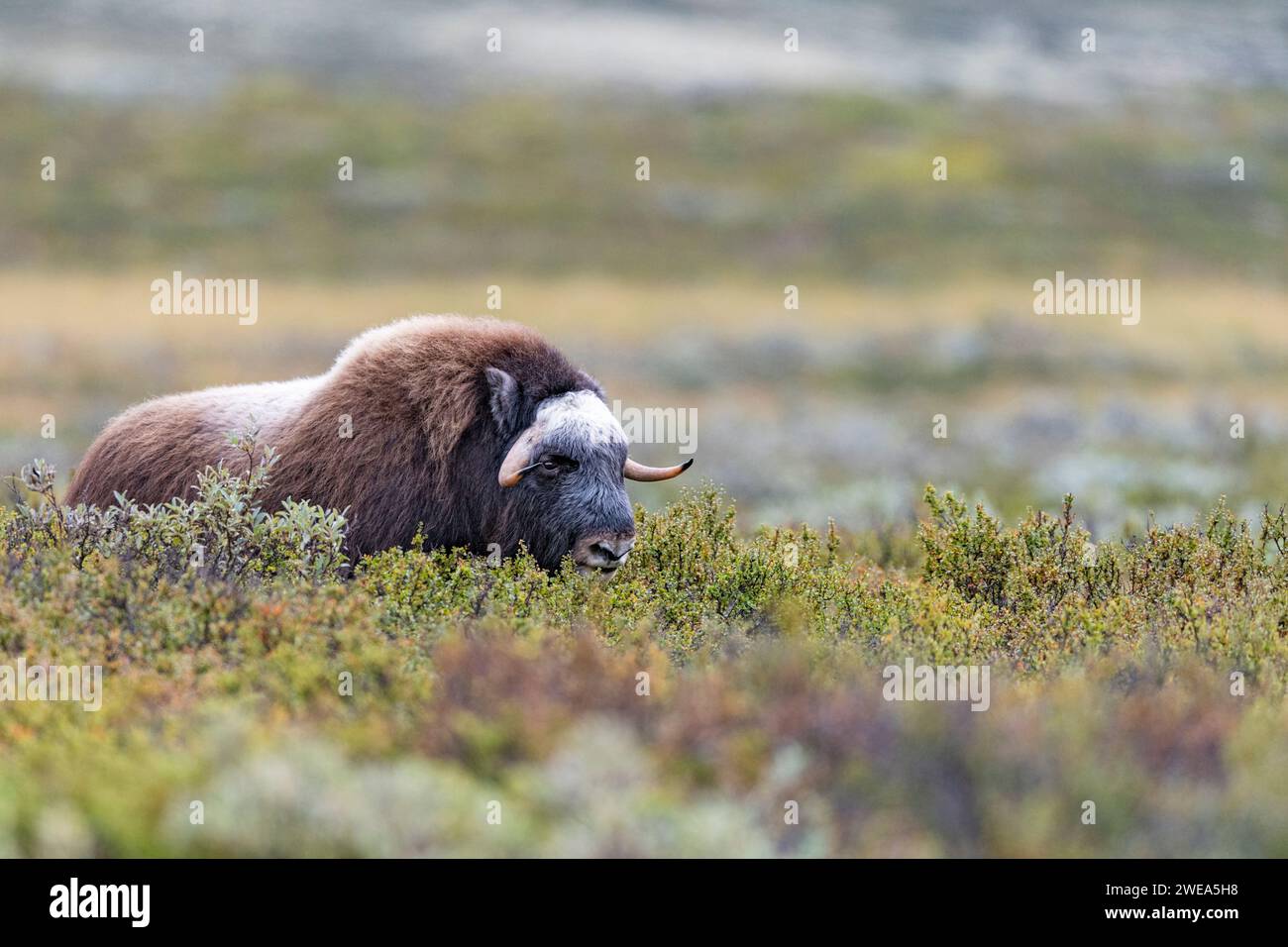 Moschusochse, (Ovibos moschatus), im Dovrefjell, Norwegen Stock Photo ...