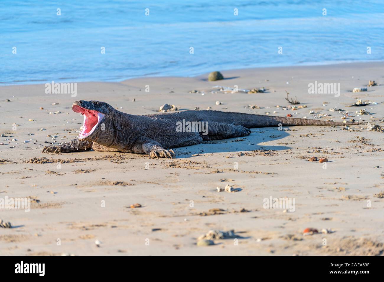 Komodo, Drache, Waran, (Varanus komodoensis) Komodo Island, Indonesien ...