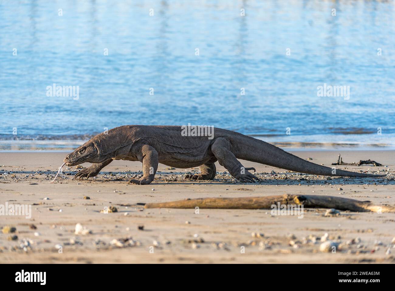 Komodo, Drache, Waran, (Varanus komodoensis) Komodo Island, Indonesien ...
