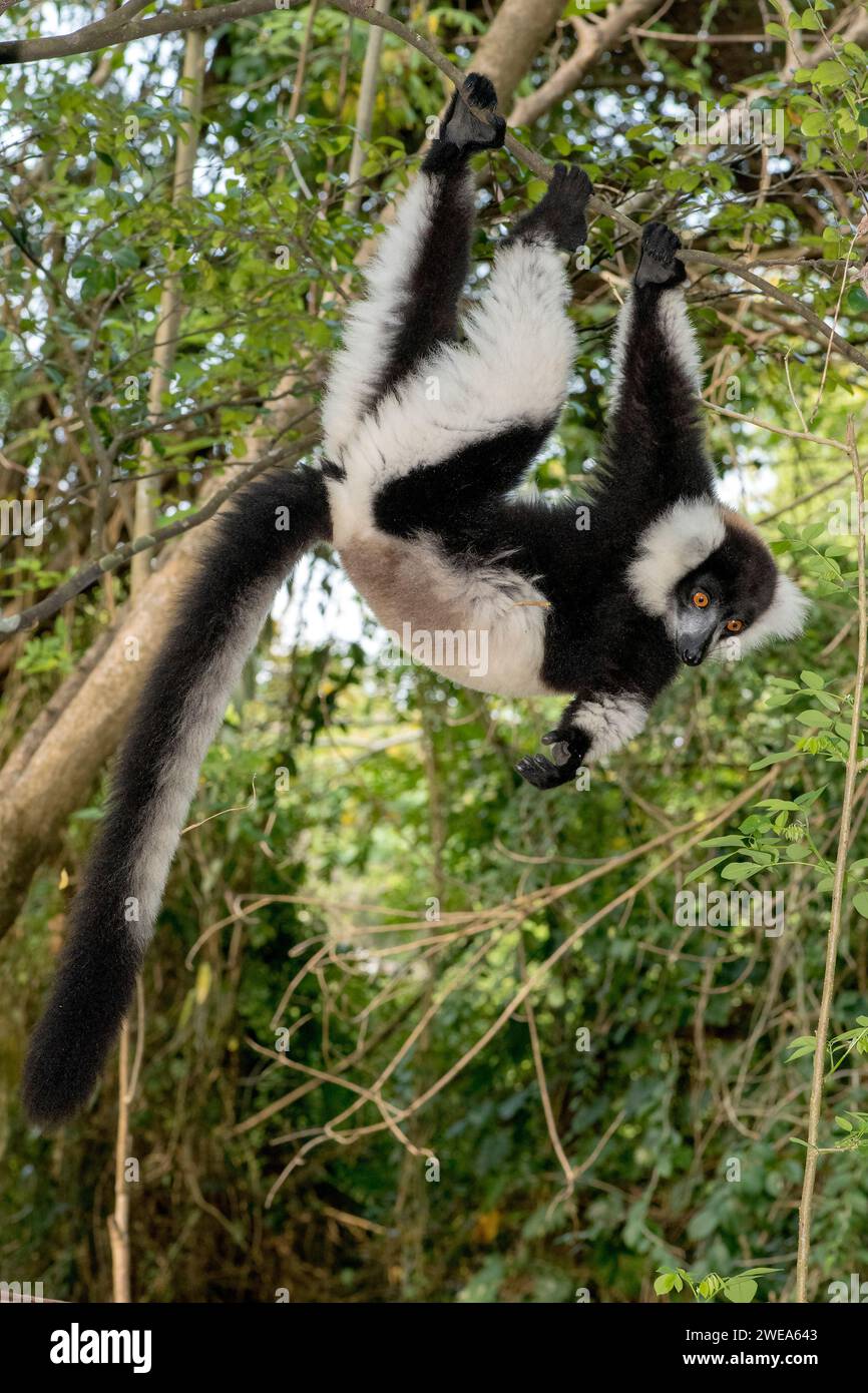 Afrika, Madagaskar, Lemur, Lemuren, Indri, Biotop, Lebensraum, klettert ...