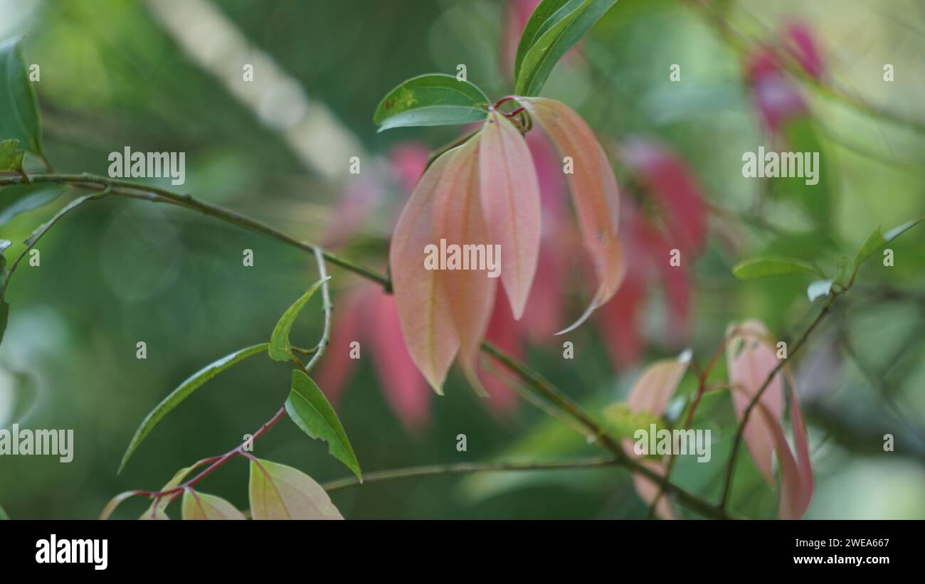 Cinnamomum cullilawan hi-res stock photography and images - Alamy