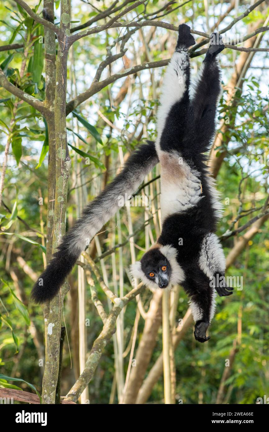 Afrika, Madagaskar, Lemur, Lemuren, Indri, Biotop, Lebensraum, klettert ...