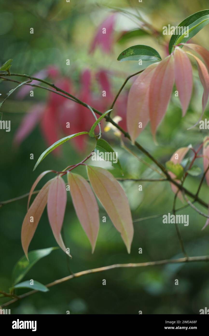 Cinnamomum zeylanicum (Kayu manis, cinnamon) leaves on the tree. The ...