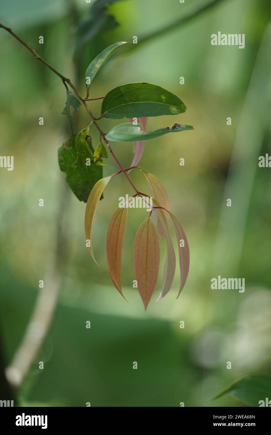Cinnamomum zeylanicum (Kayu manis, cinnamon) leaves on the tree. The ...