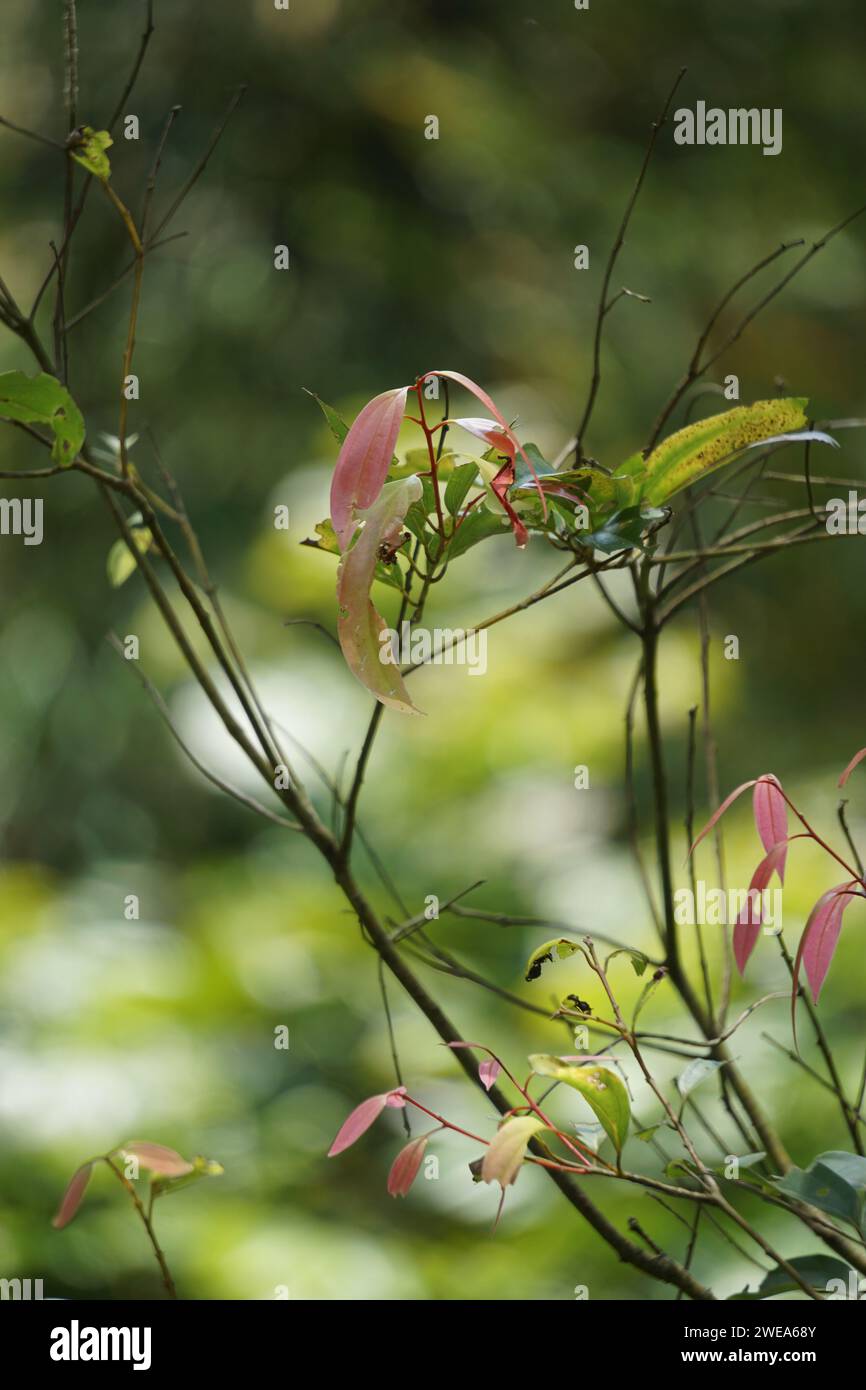 Cinnamomum cullilawan hi-res stock photography and images - Alamy