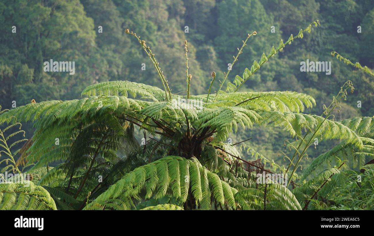 Jambi penawar hi-res stock photography and images - Alamy