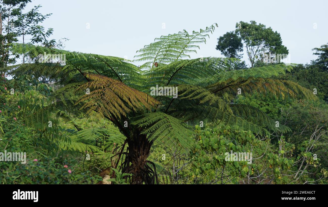 Jambi penawar hi-res stock photography and images - Alamy