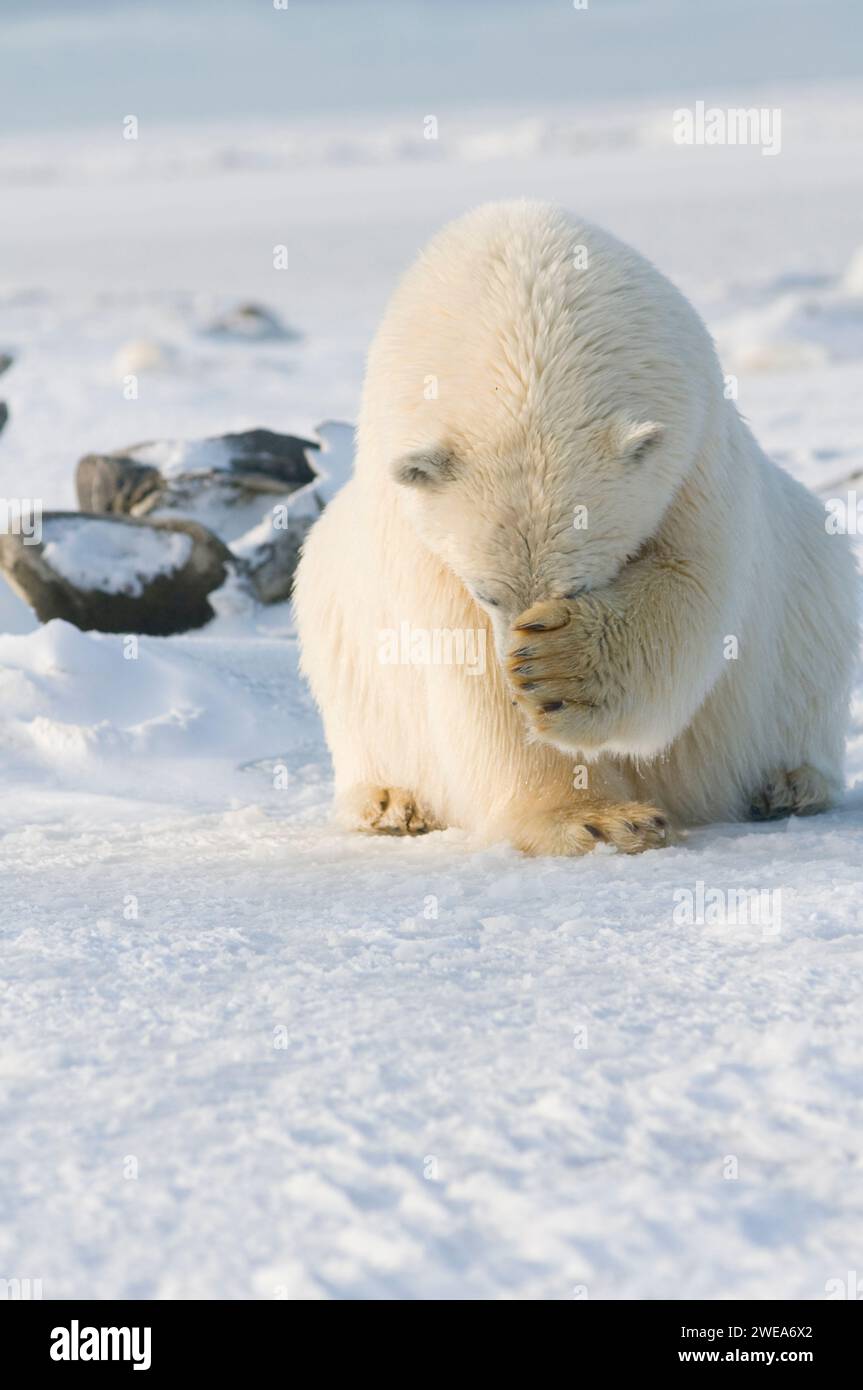 polar bear Ursus maritimus large cub traveling across newly formed pack ...