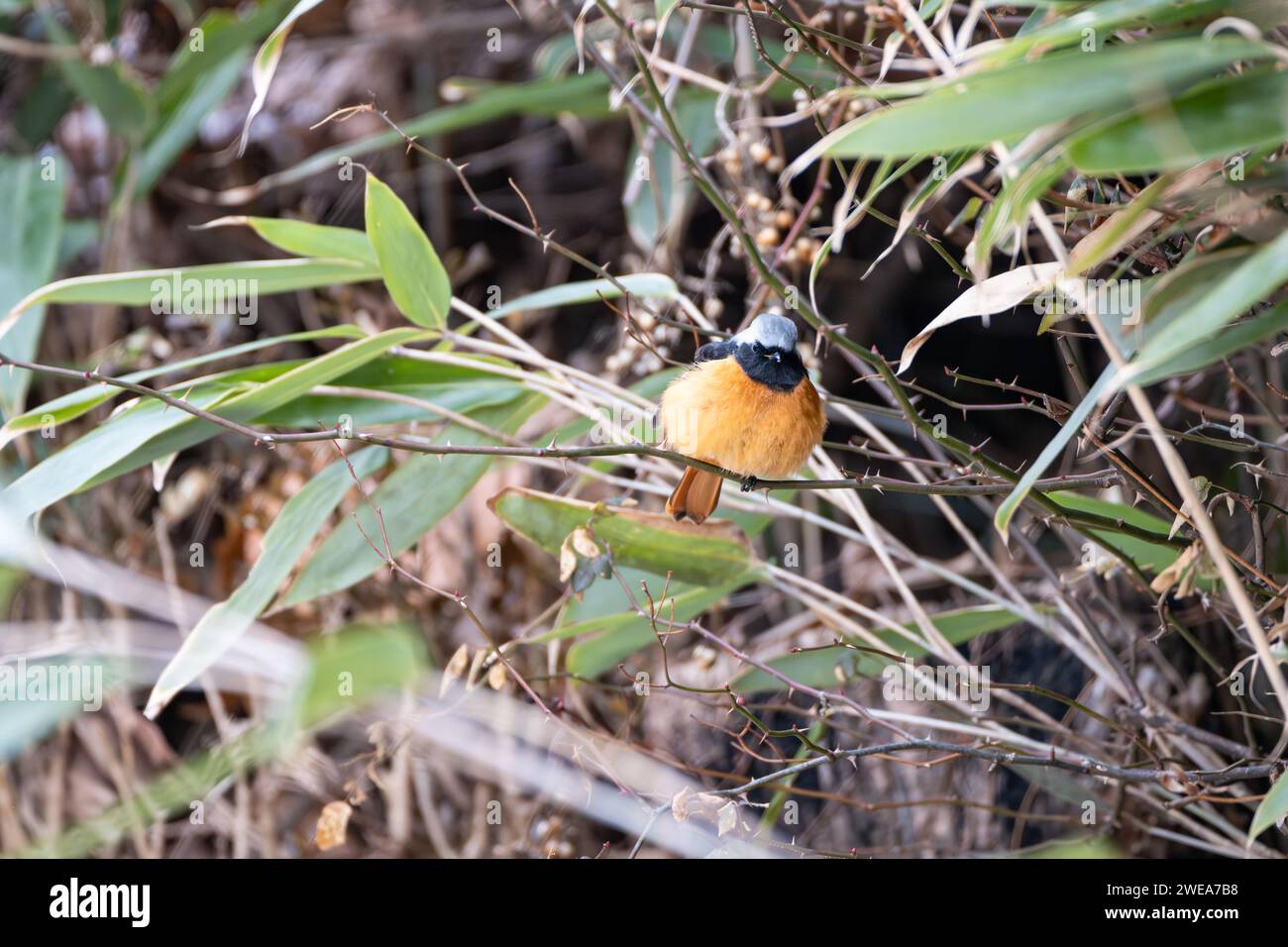 Daurian redstart in tree hi-res stock photography and images - Alamy