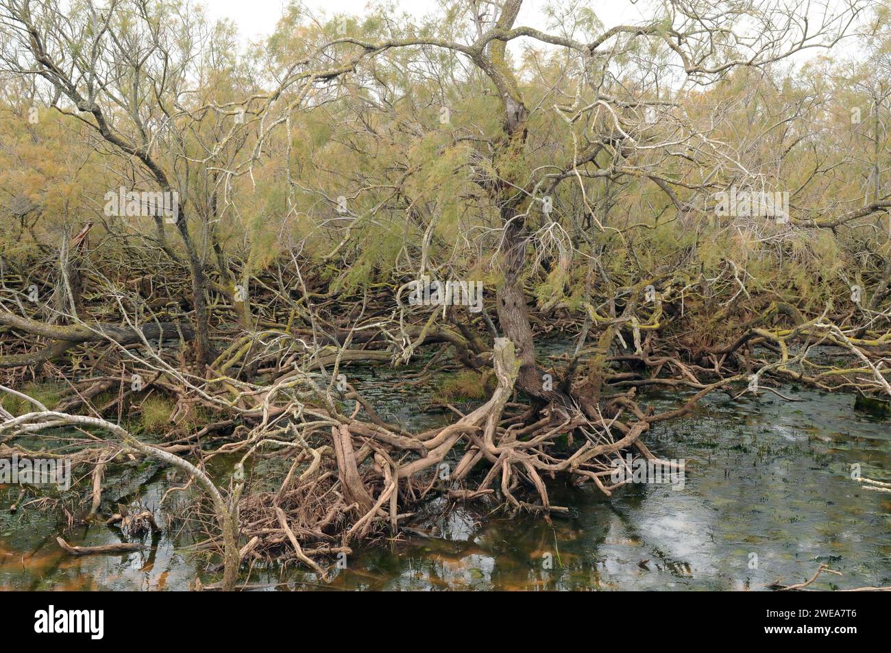 Tamarix africana hi-res stock photography and images - Alamy