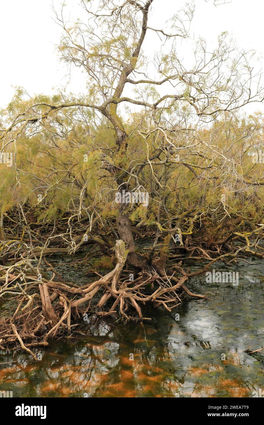 Tamarix africana hi-res stock photography and images - Alamy