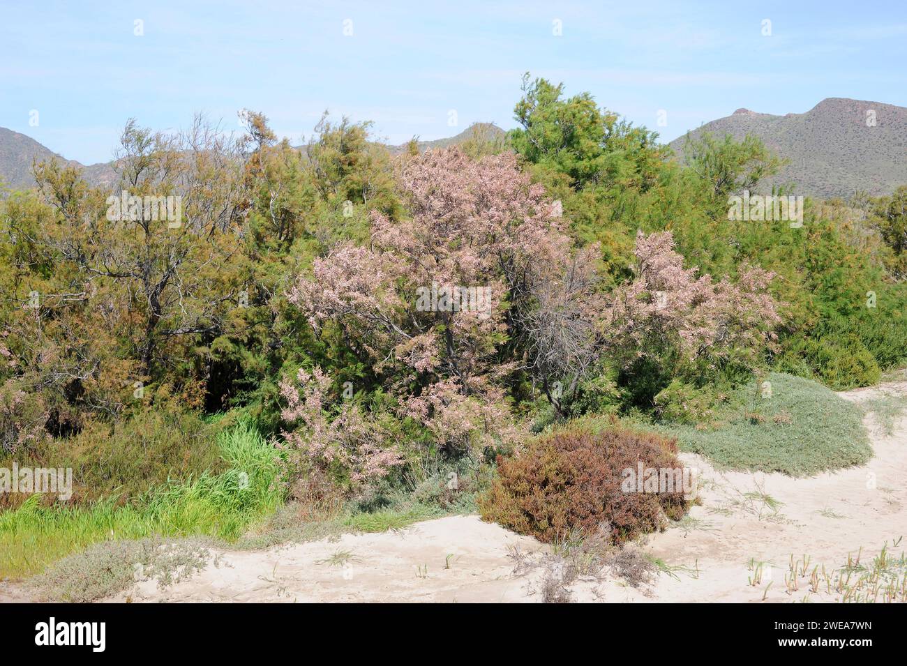 French tamarisk (Tamarix gallica) is a deciduous shrub or small tree ...