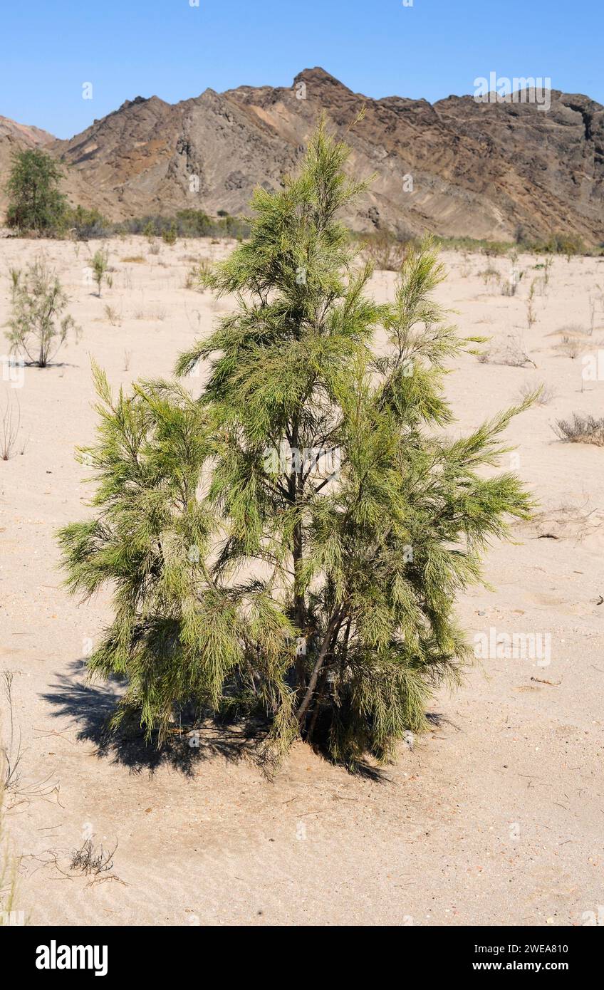 Wild tamarisk (Tamarix usneoides) is an evergreen shrub or small tree ...