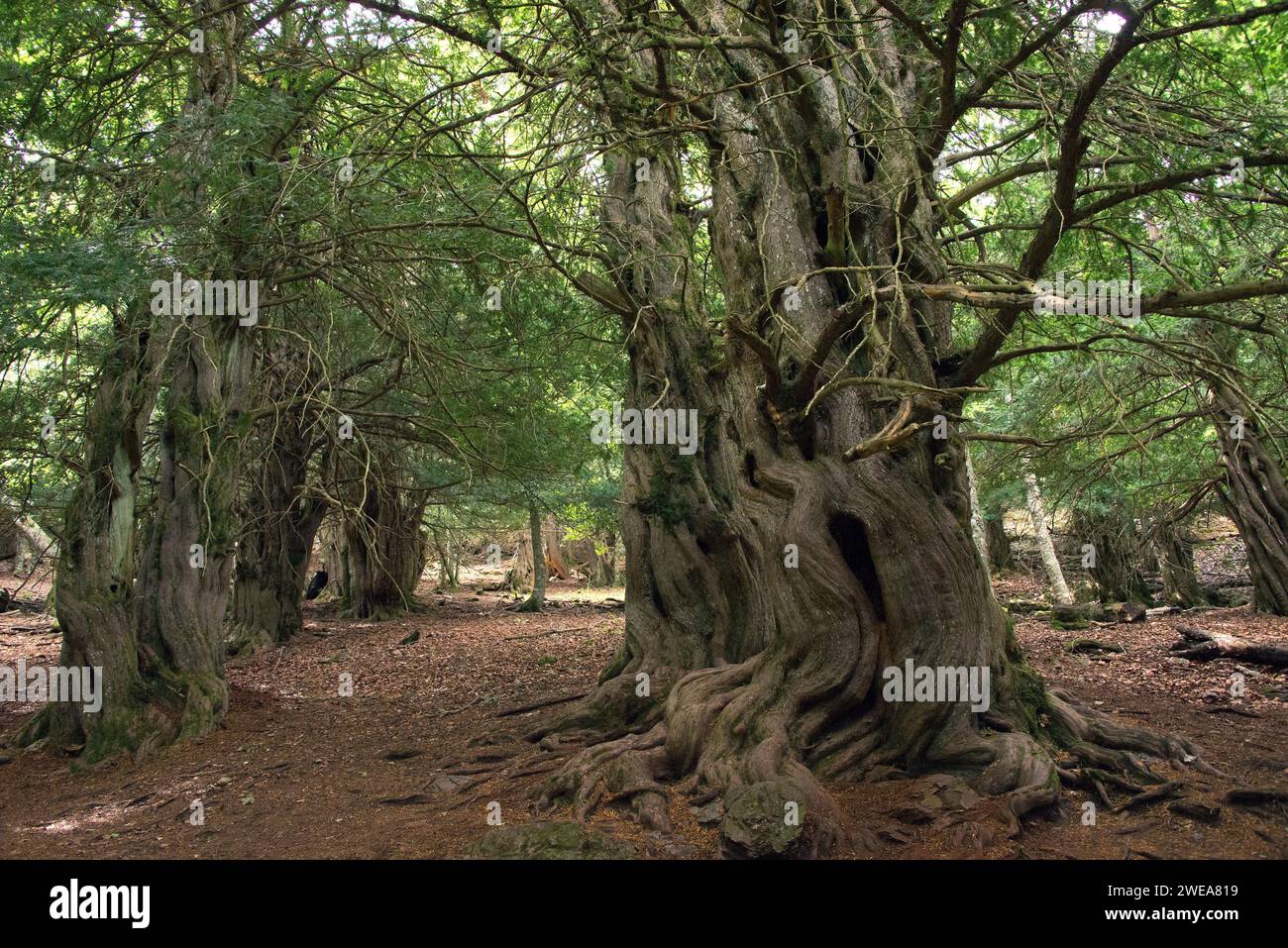 Black yew hi-res stock photography and images - Alamy