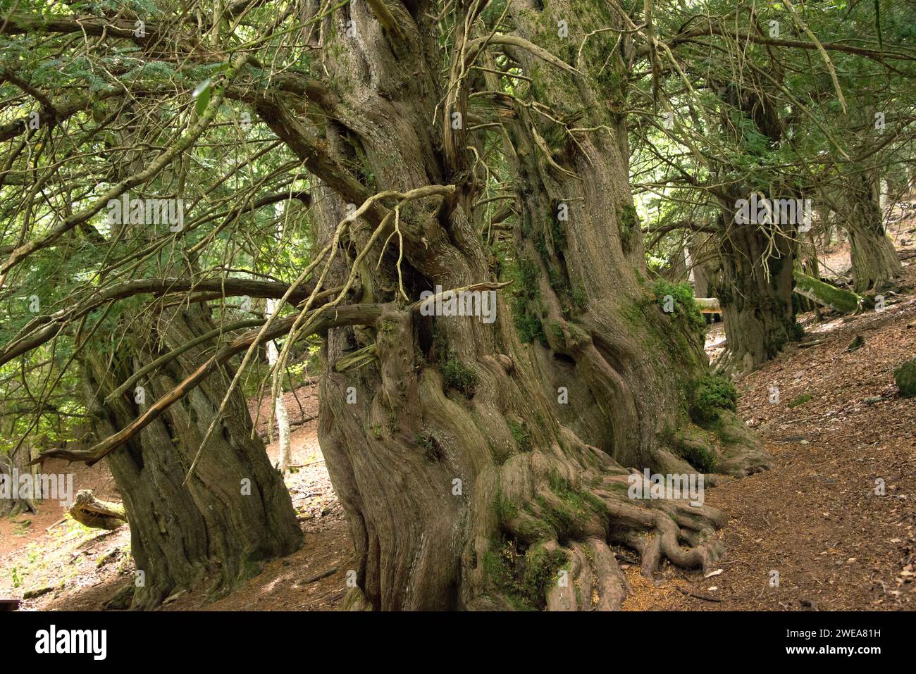 Black yew hi-res stock photography and images - Alamy