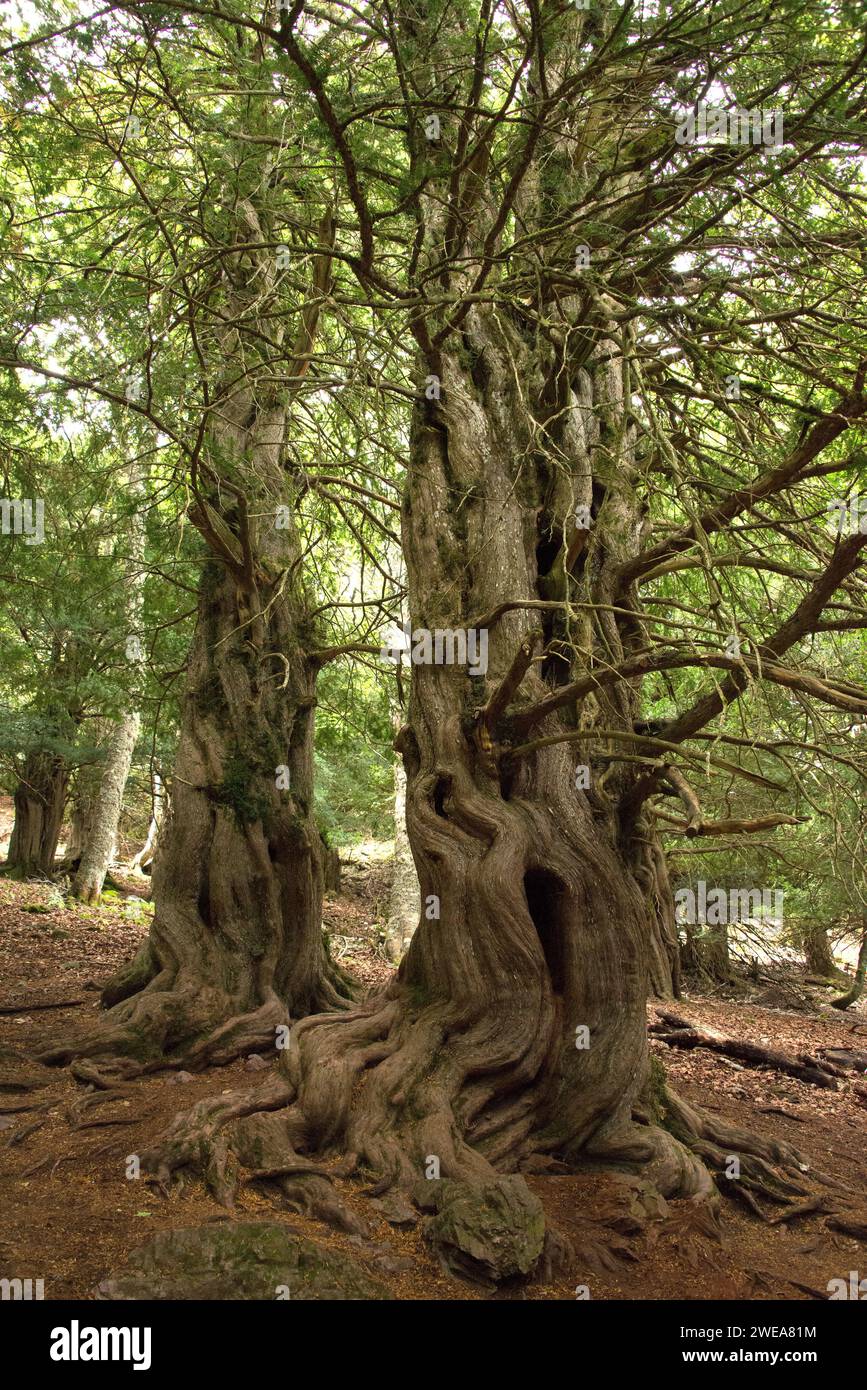 Central de tejo hi-res stock photography and images - Alamy