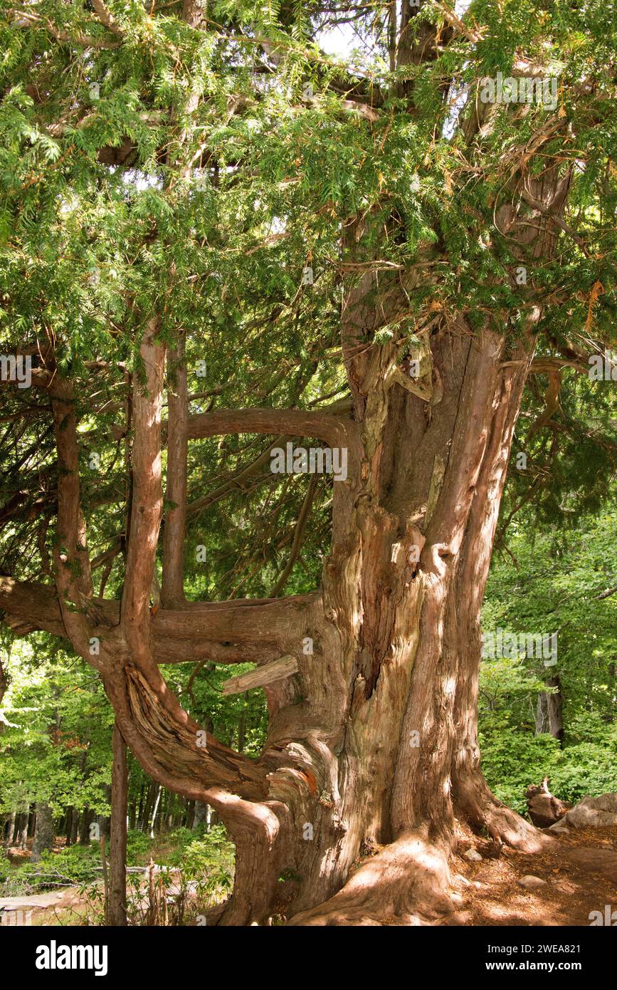 Black yew hi-res stock photography and images - Alamy