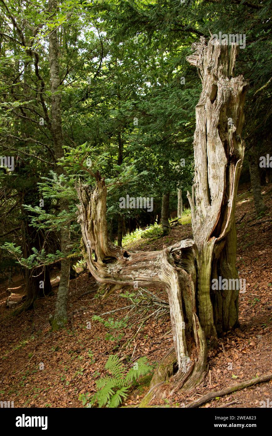 Black yew hi-res stock photography and images - Alamy