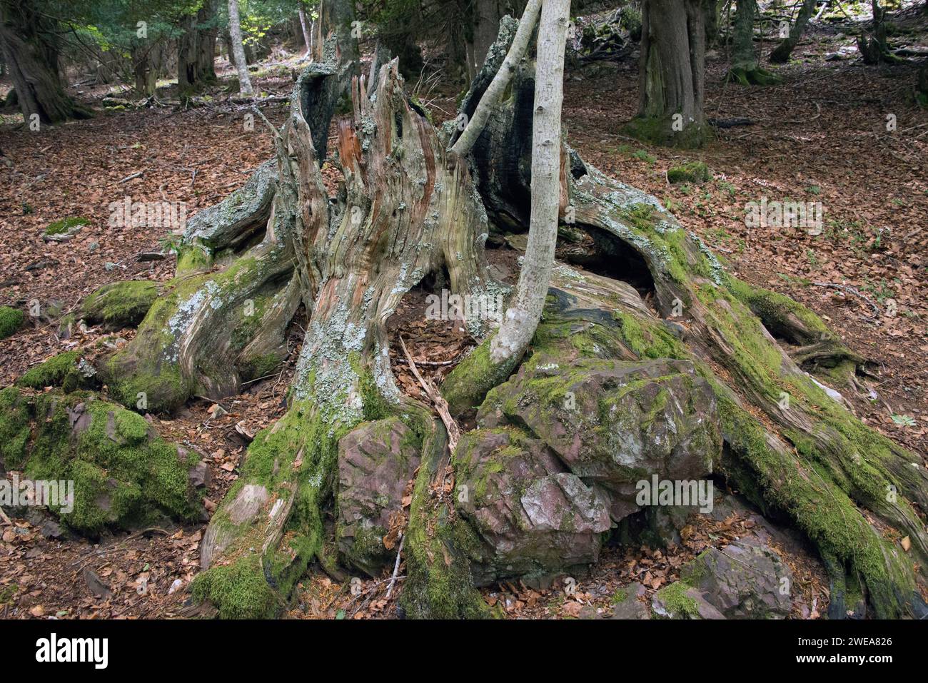 Central de tejo hi-res stock photography and images - Alamy