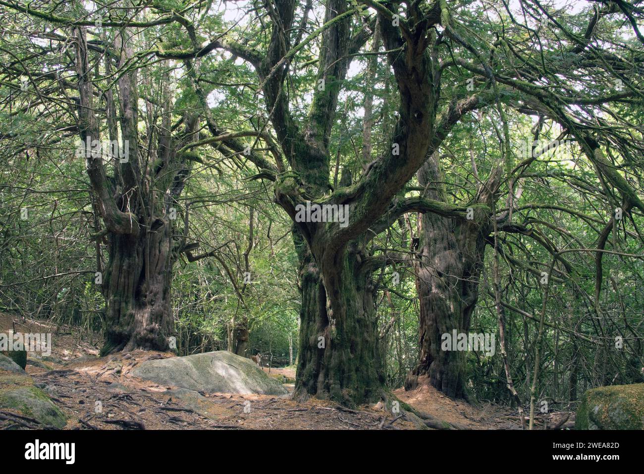 Bosque de tejedelo hi-res stock photography and images - Alamy