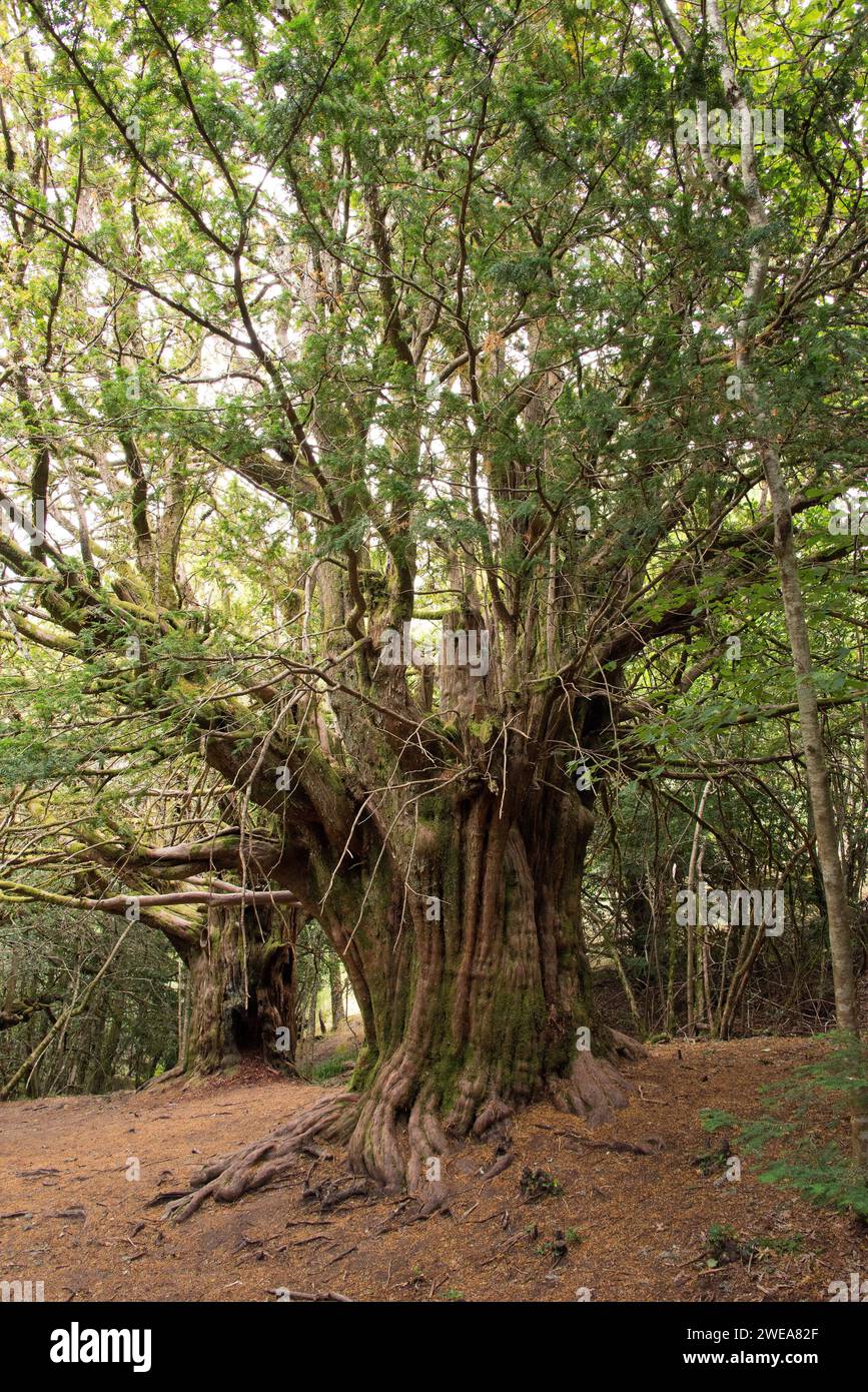 Bosque de tejedelo hi-res stock photography and images - Alamy