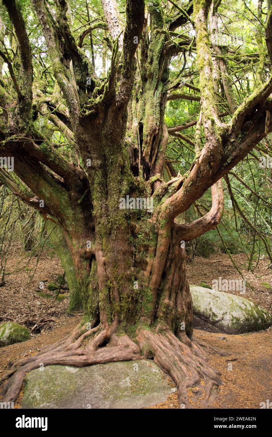 Bosque de africa hi-res stock photography and images - Alamy