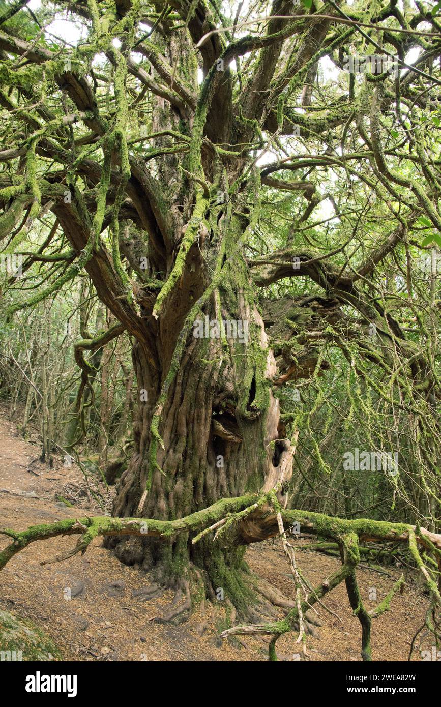 Bosque de tejedelo hi-res stock photography and images - Alamy