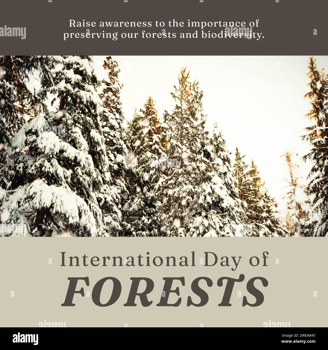 Composition of international day of forests text over forest on brown ...