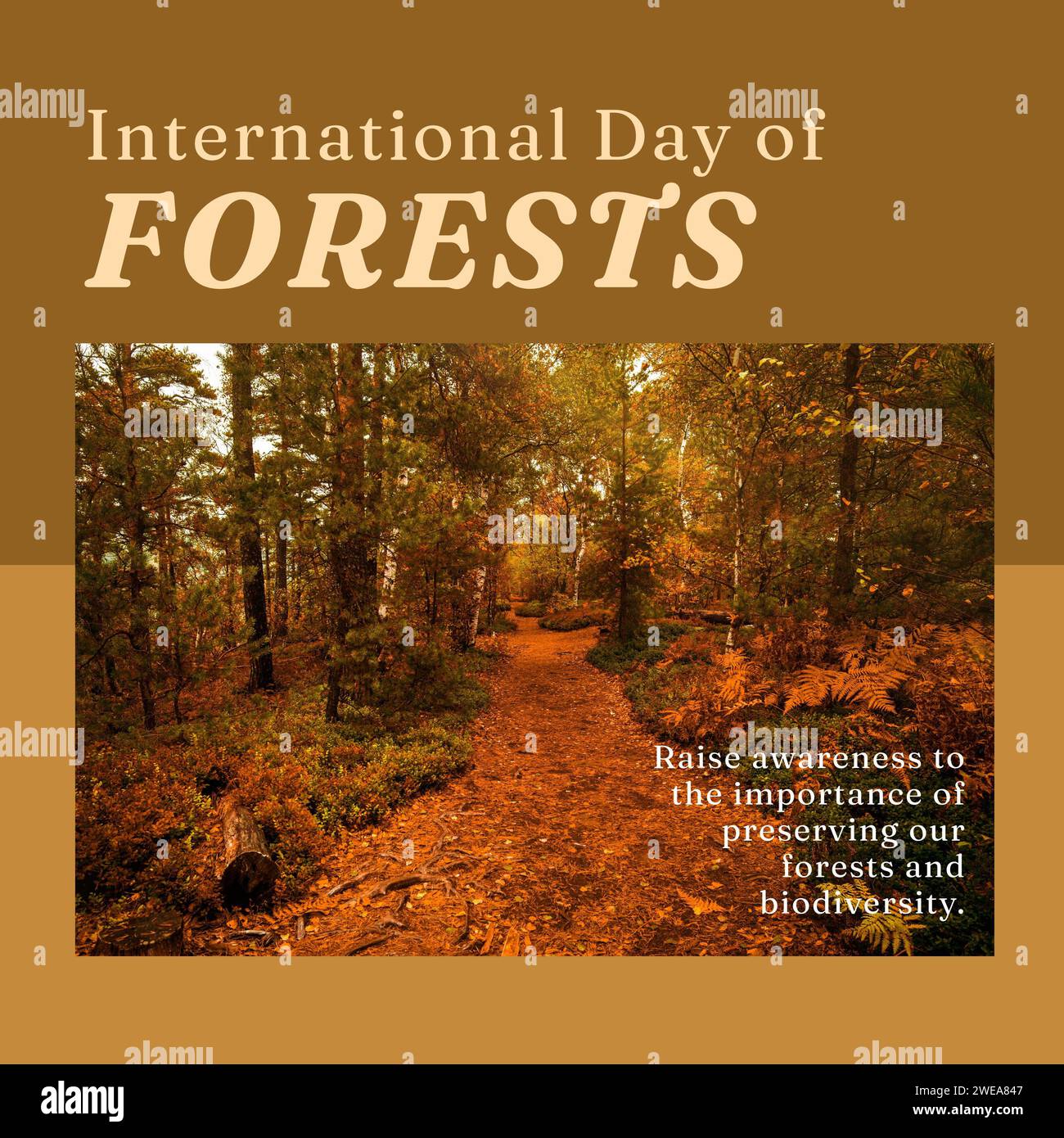 Composition of international day of forests text over forest on brown ...