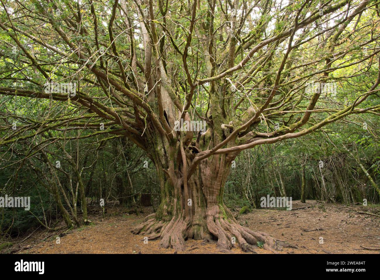 Bosque de tejedelo hi-res stock photography and images - Alamy