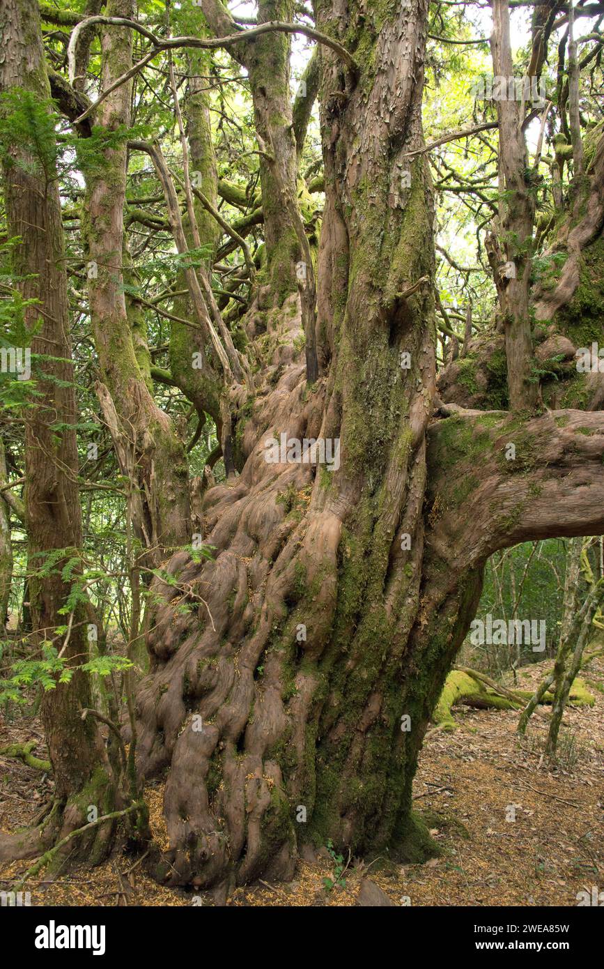 Bosque de tejedelo hi-res stock photography and images - Alamy