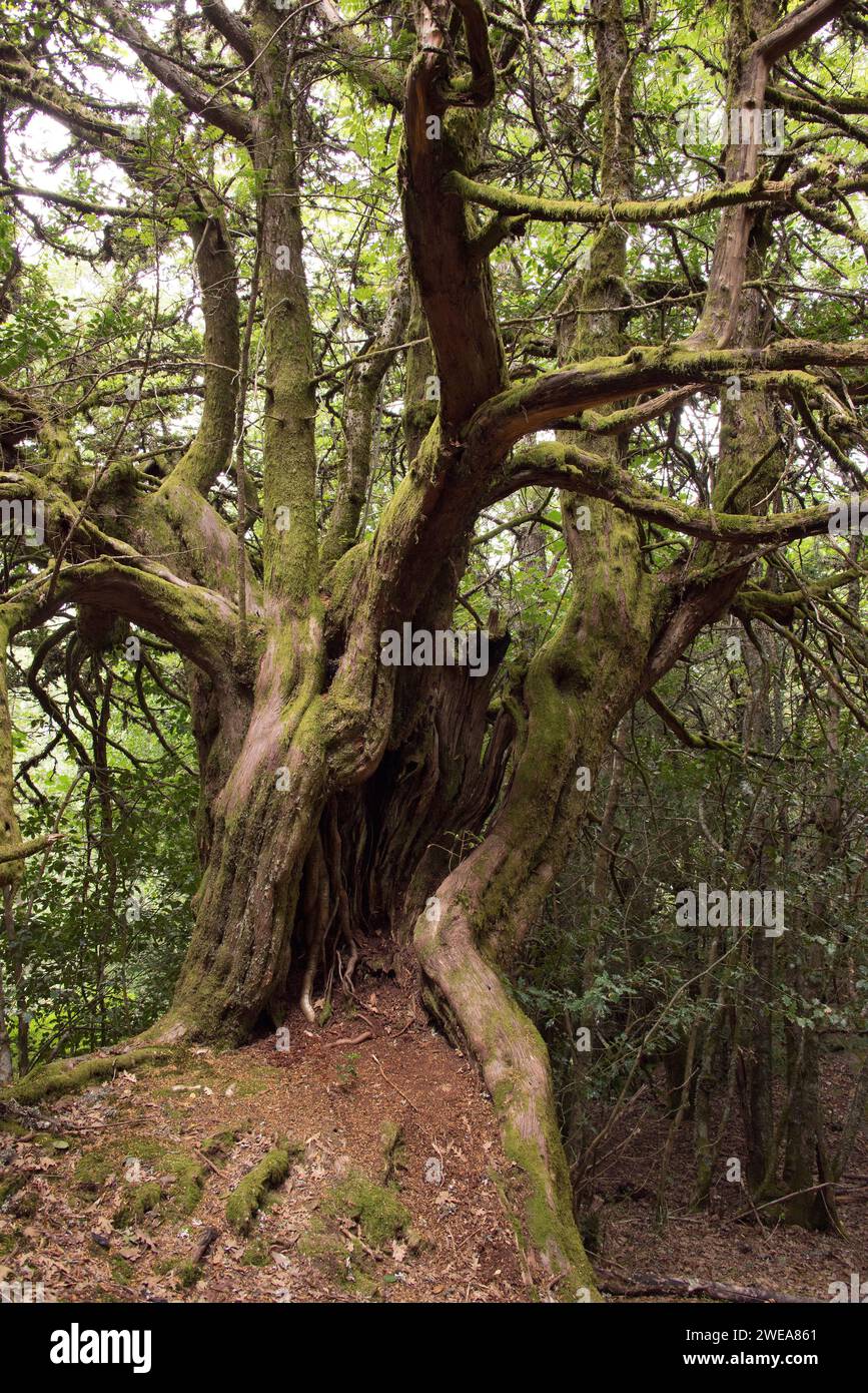 Bosque de asia hi-res stock photography and images - Alamy