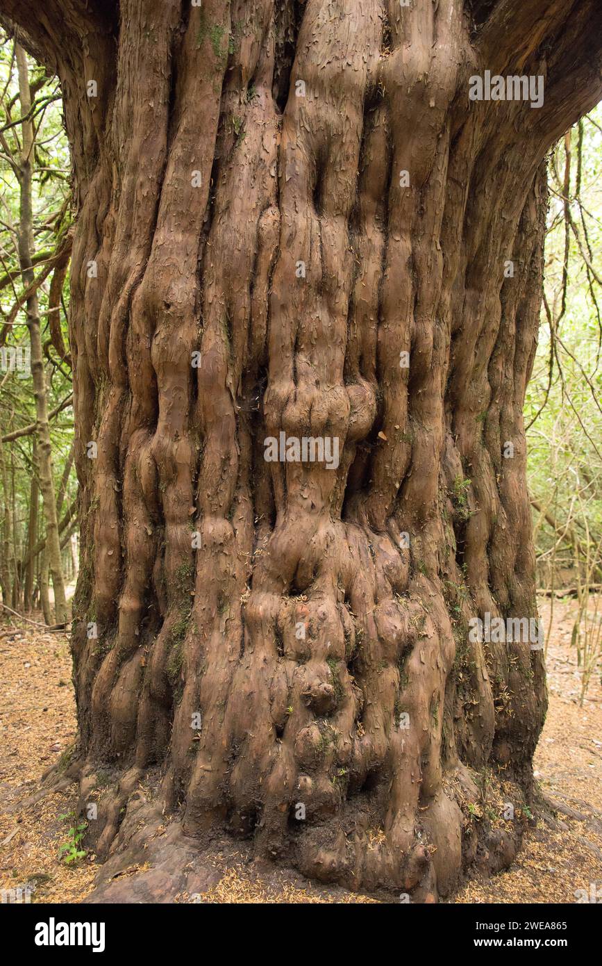 Bosque de asia hi-res stock photography and images - Alamy