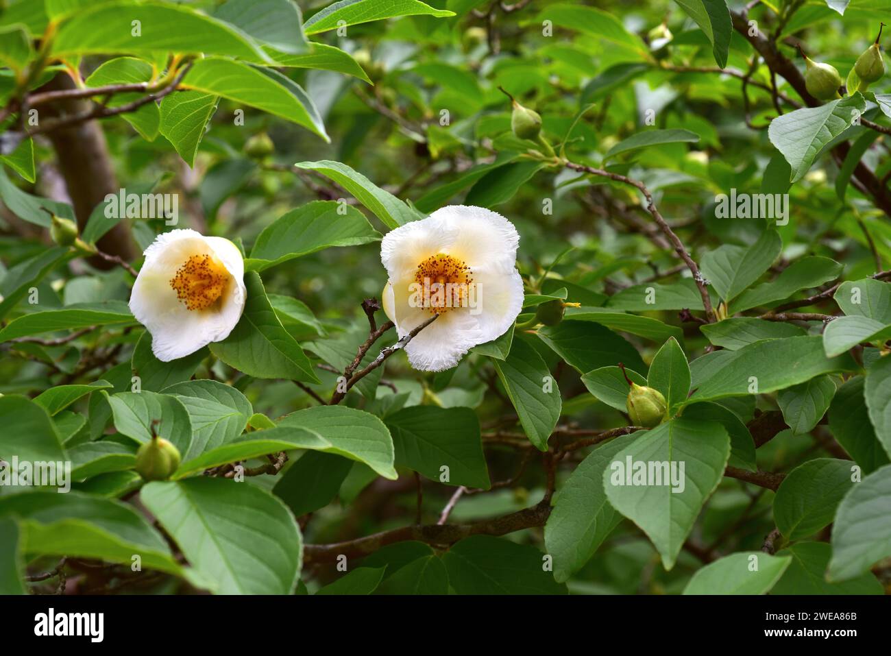 Mountain camellia (Stewartia ovata grandiflora) is a deciduous shrub or ...