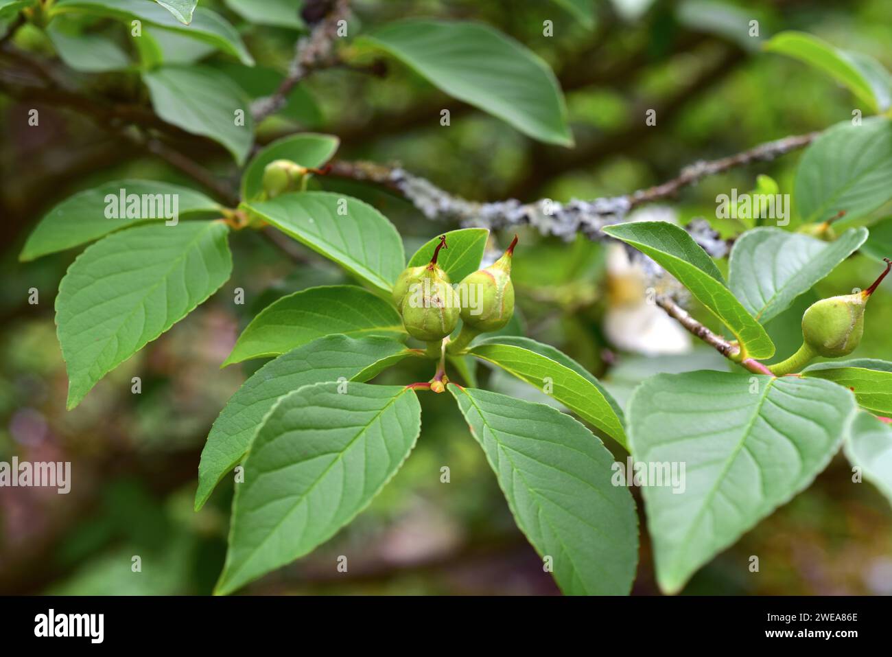 Mountain camellia (Stewartia ovata grandiflora) is a deciduous shrub or ...