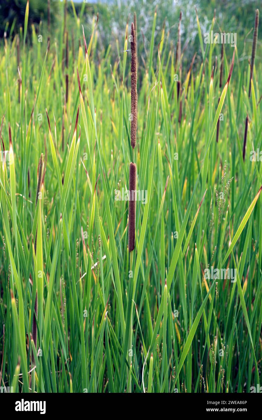 Lesser bulrush or narrowleaf cattail (Typha angustifolia) is a ...