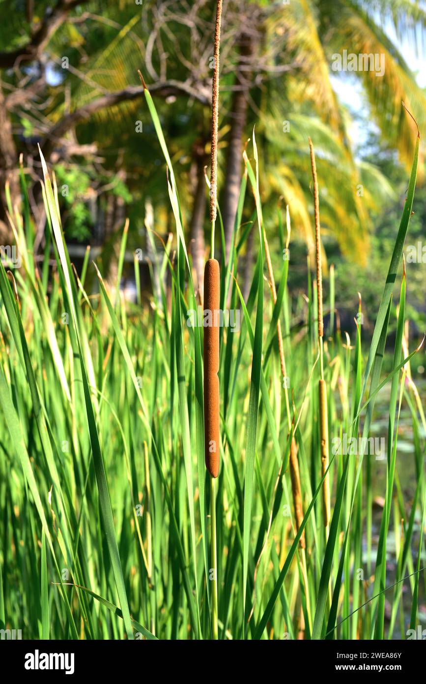 Narrowleaf cattail typha angustifolia hi-res stock photography and ...