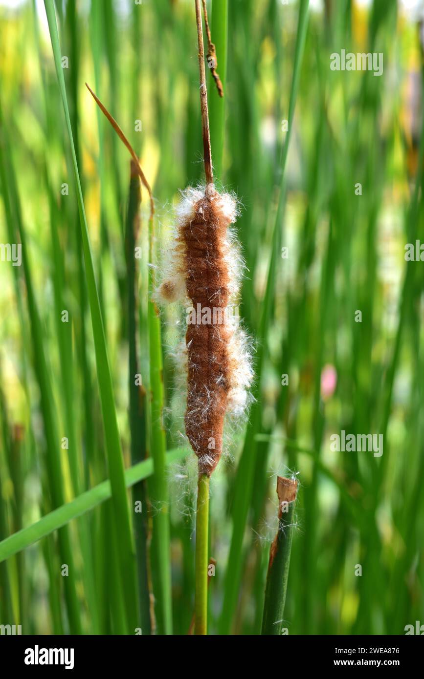Lesser bulrush or narrowleaf cattail (Typha angustifolia) is a ...