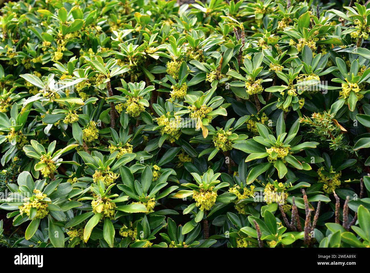 Native daphne hi-res stock photography and images - Alamy