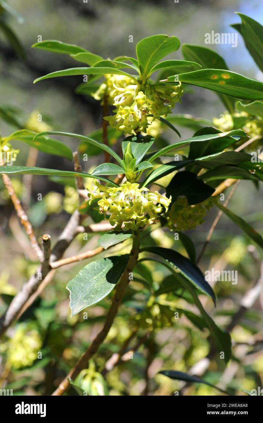 Native daphne hi-res stock photography and images - Alamy