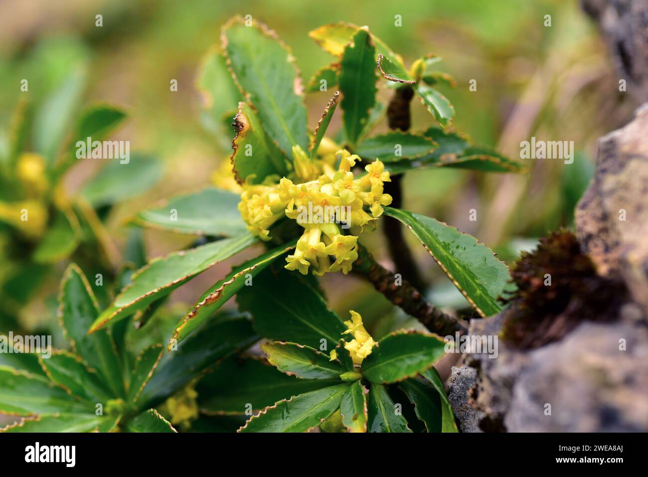 Spurge-laurel (Daphne laureola) is a posonous evergreen shrub native to ...