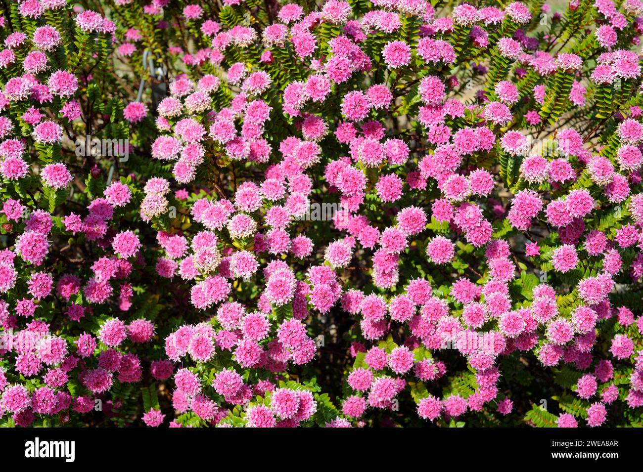 Rice flower (Pimelea ferruginea) is a perennial shrub native to ...