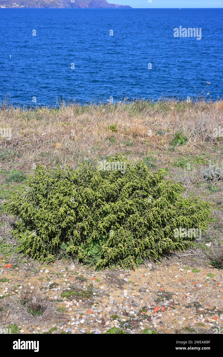 Boalaga (Thymelaea hirsuta) is a perennial shrub native to ...