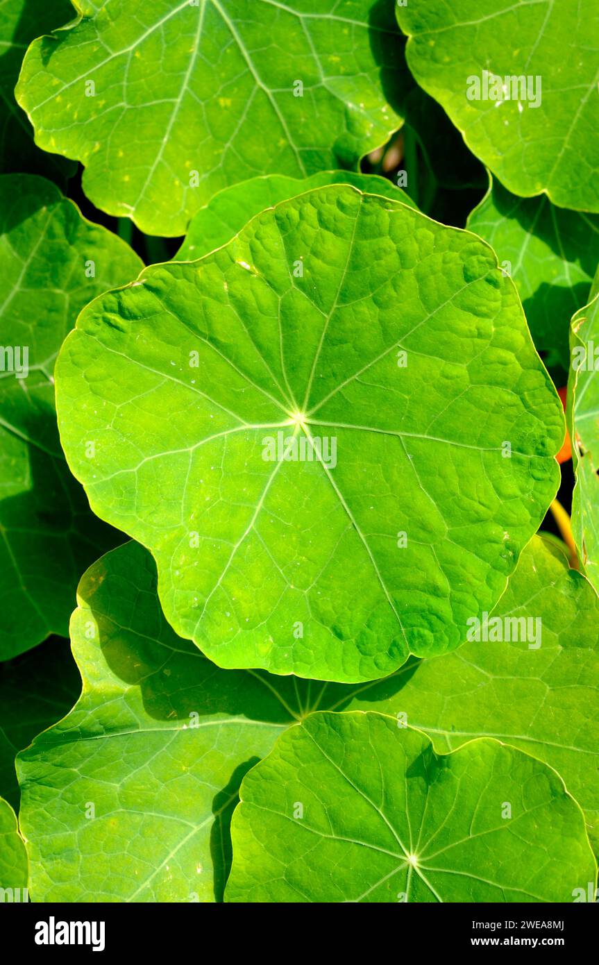 Peltate leaves hi-res stock photography and images - Alamy