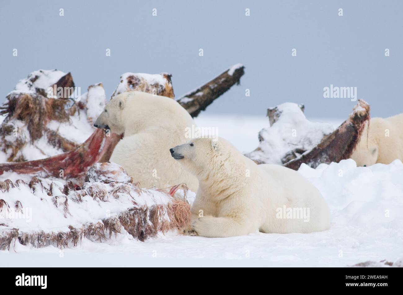 polar bears Ursus maritimus sow with cubs scavenging on whale bones for ...