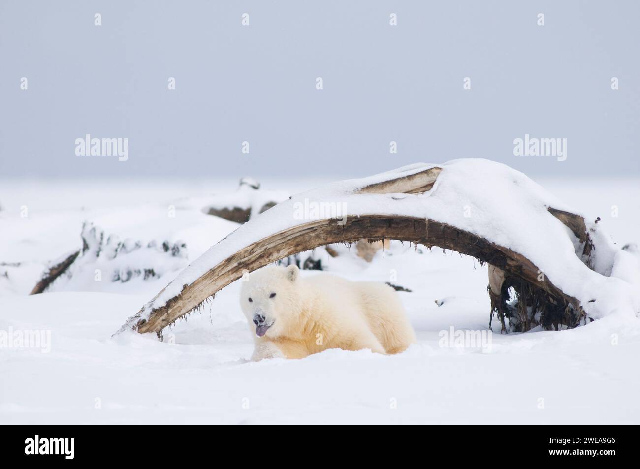 polar bear Ursus maritimus cub scavenging on whale bones for meat and ...
