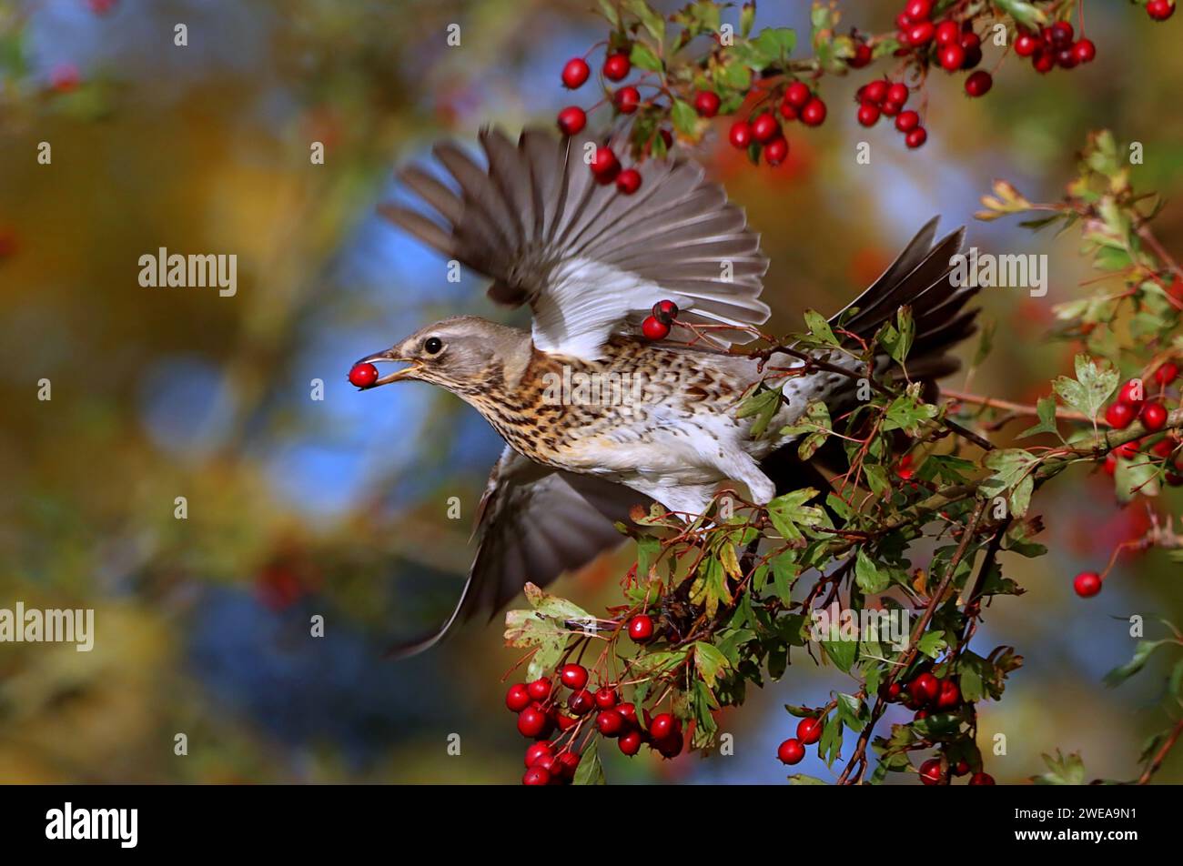 Close up detailed fieldfare hi-res stock photography and images - Alamy