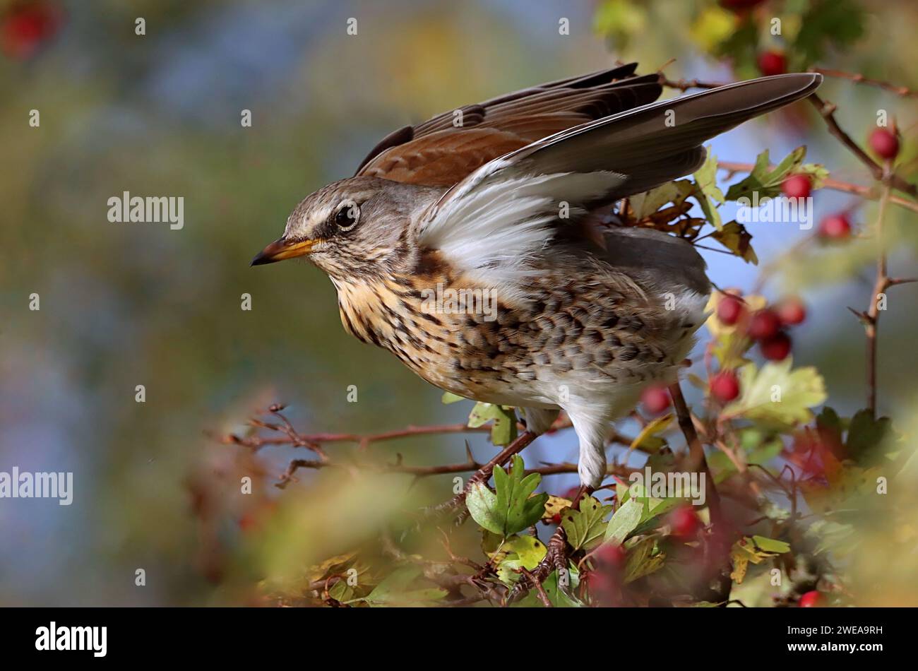 Close up detailed fieldfare hi-res stock photography and images - Alamy